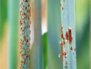 Stem Rust & Barberry in the Pacific Northwest | Wheat & Small Grains ...