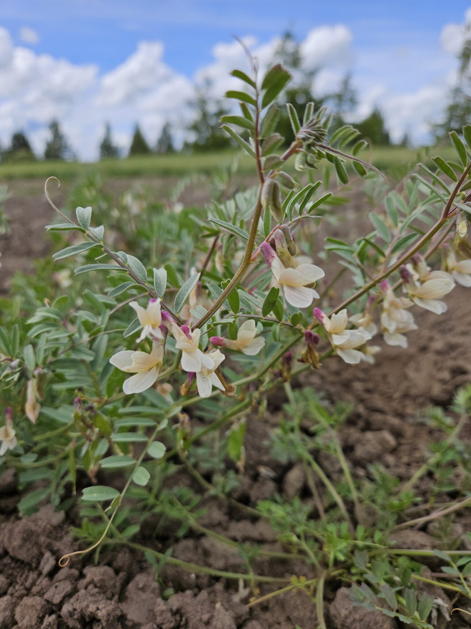 Dryland farmers benefit from local gene seedbank | Wheat & Small Grains ...