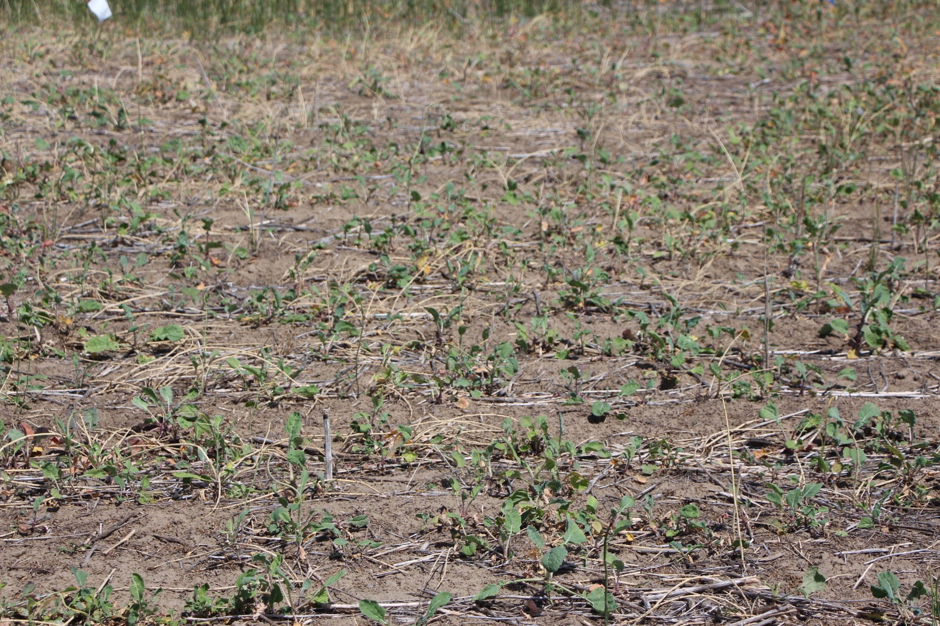 Volunteer Canola Control | Wheat & Small Grains | Washington State ...