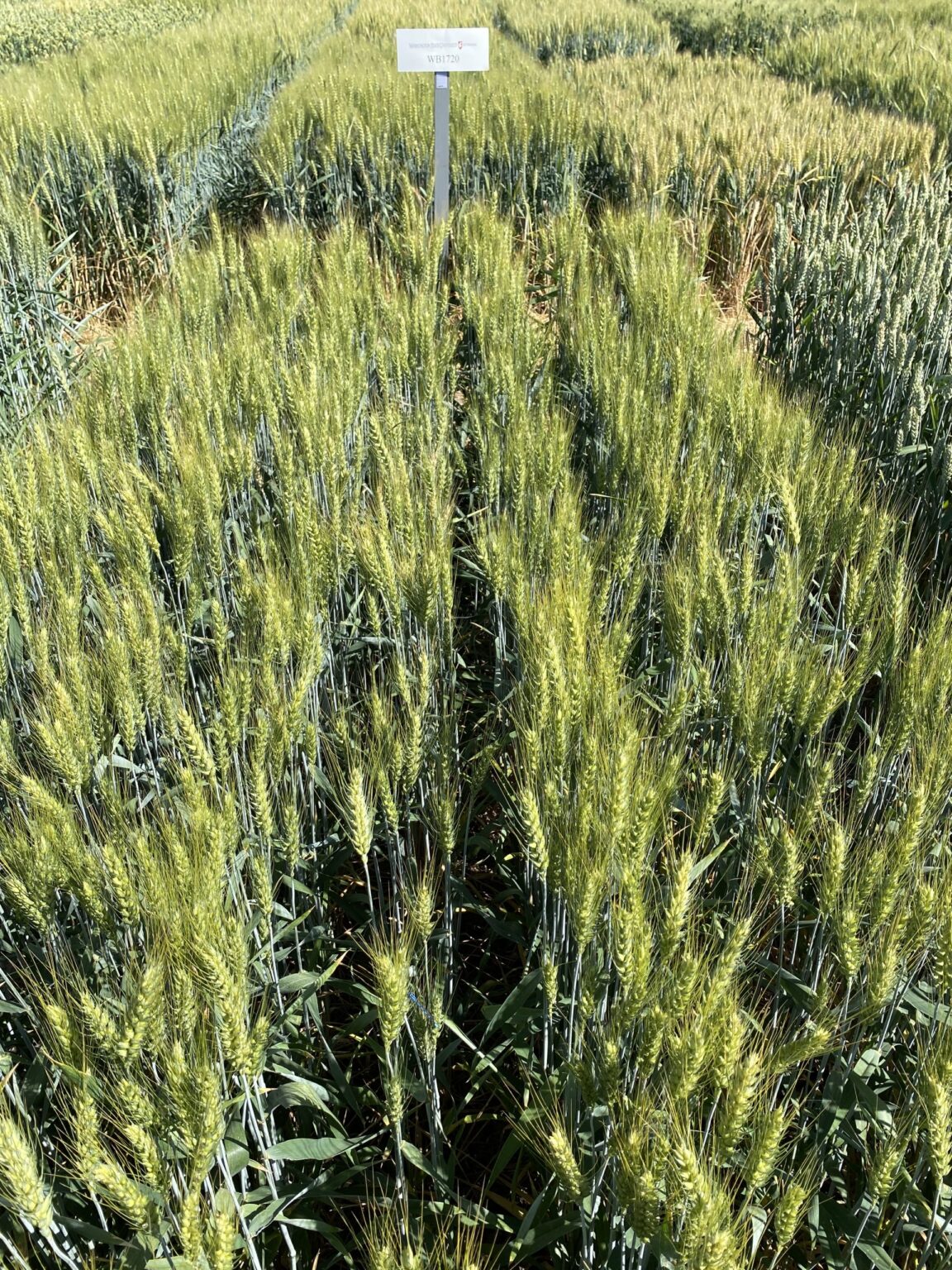 A review of new winter wheat varieties for Washington | Wheat & Small ...