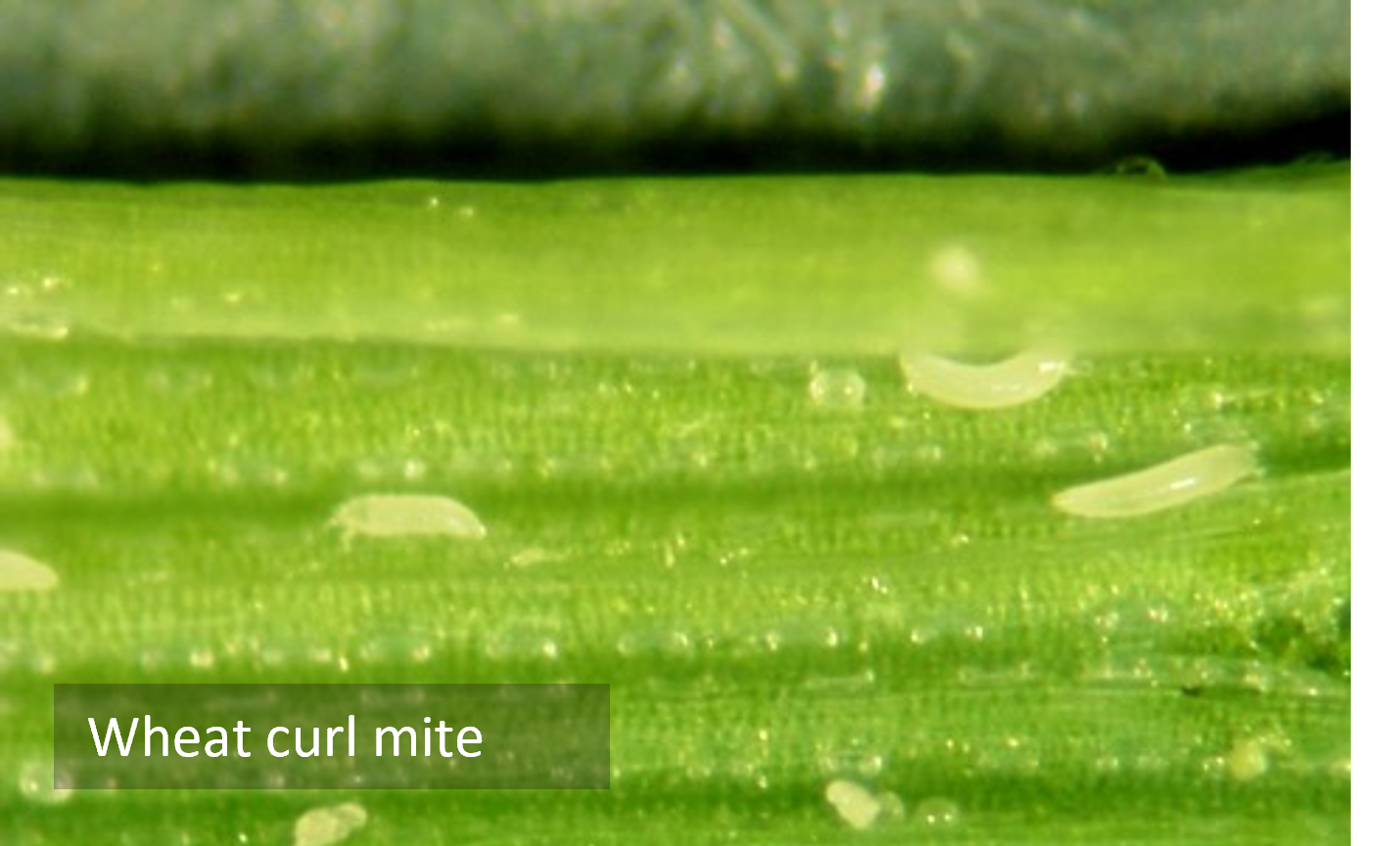 Mites | Wheat & Small Grains | Washington State University