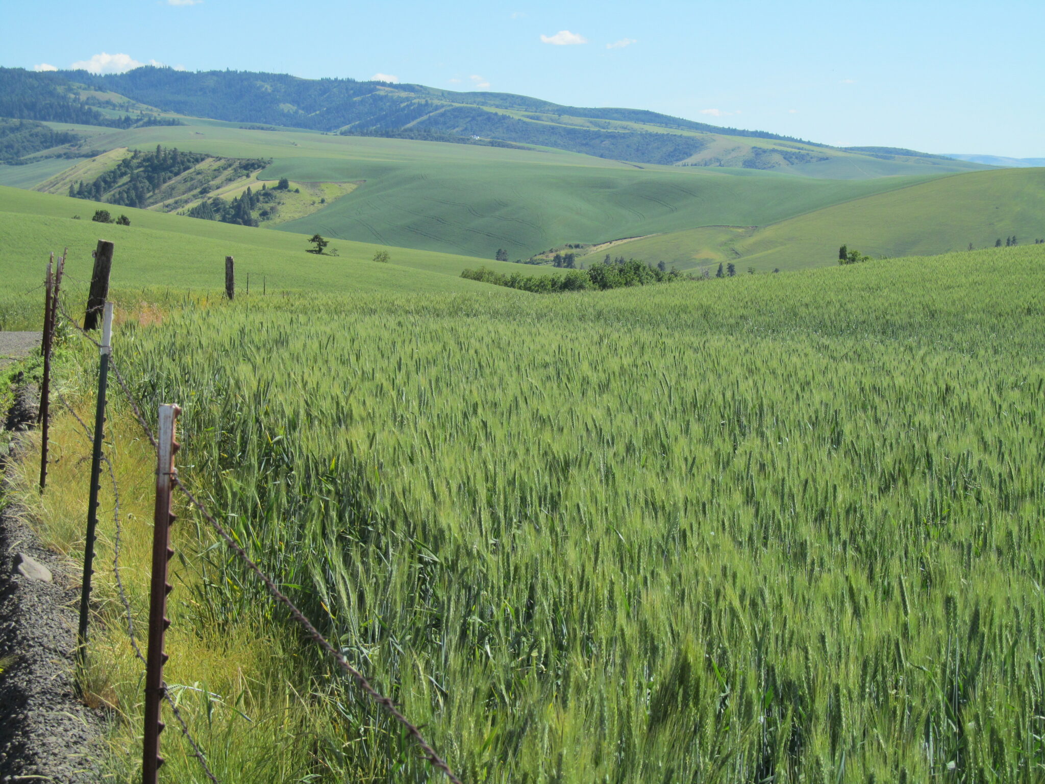 Am I Safe to Seed Any Spring Wheat Variety I Want? | Wheat & Small ...