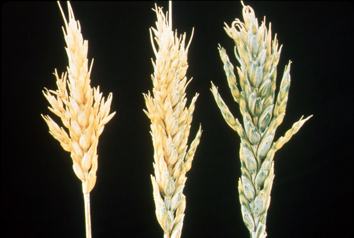 Soil Factors That Influence Micronutrients Availability | Wheat & Small ...