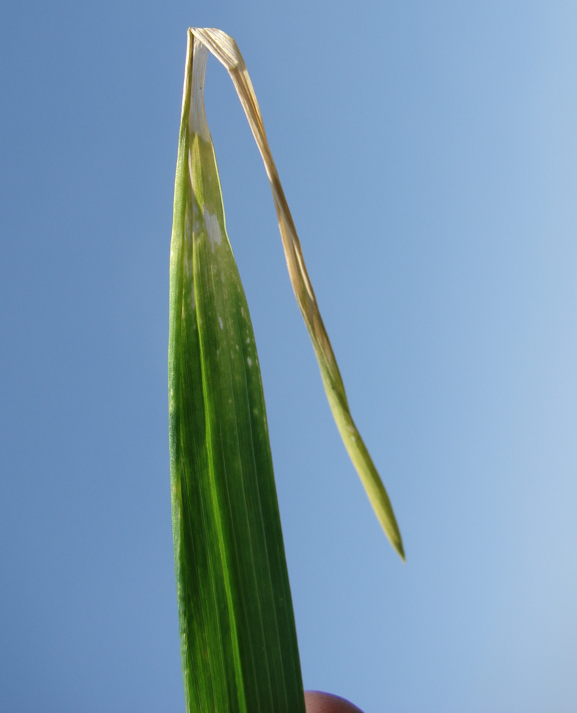 Micronutrient Functions in Plants | Wheat & Small Grains | Washington ...