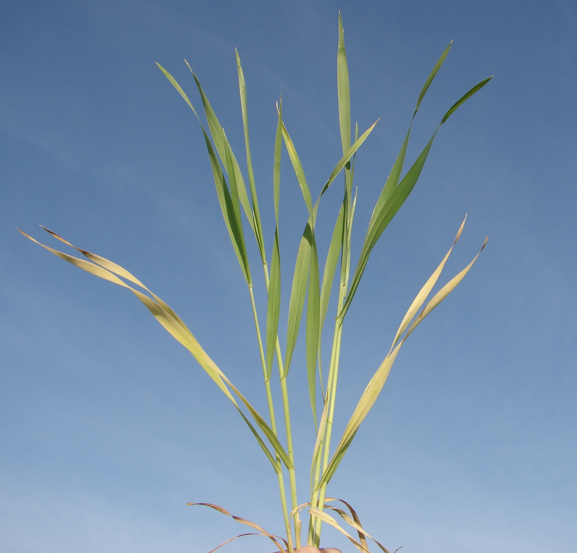 Macronutrients | Wheat & Small Grains | Washington State University