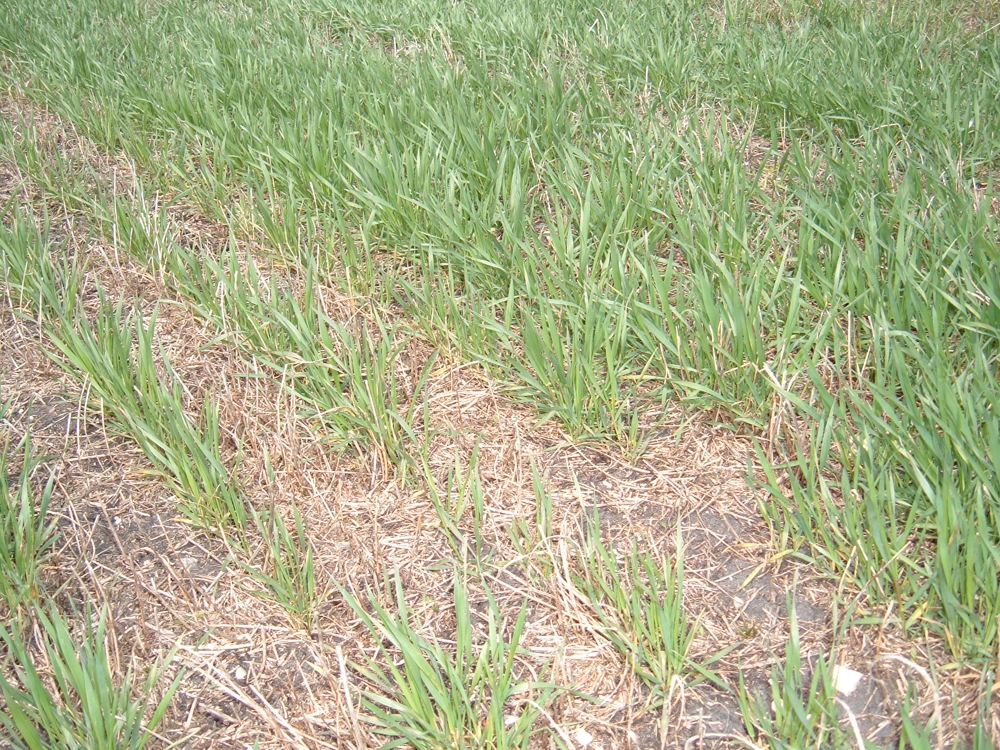 Macronutrients | Wheat & Small Grains | Washington State University