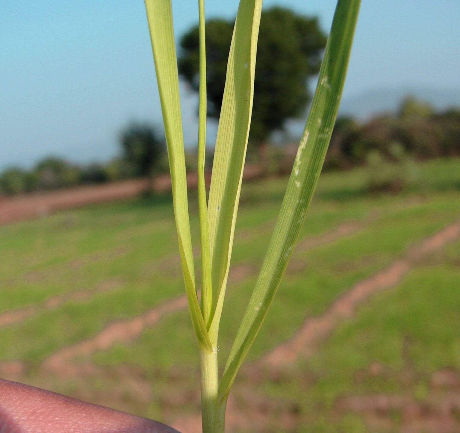 Macronutrients | Wheat & Small Grains | Washington State University