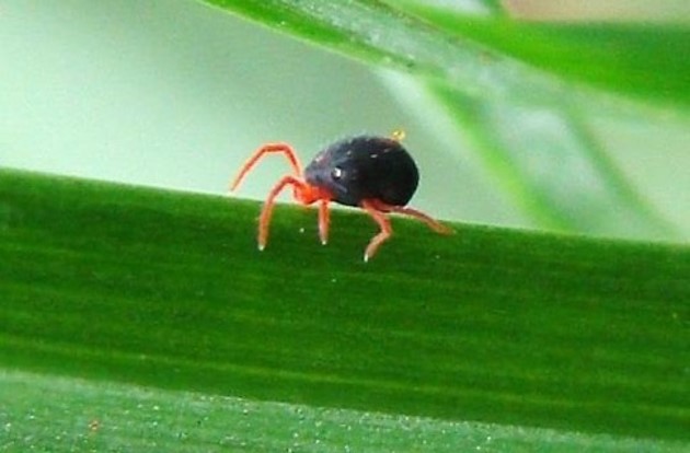 Be on the Lookout: Wheat Grain Mite Spotted in Fields | Wheat & Small ...