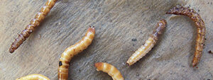Wireworms | Wheat & Small Grains | Washington State University