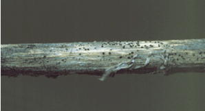 It’s Time to Scout for Blackleg in Winter Canola | Wheat & Small Grains ...