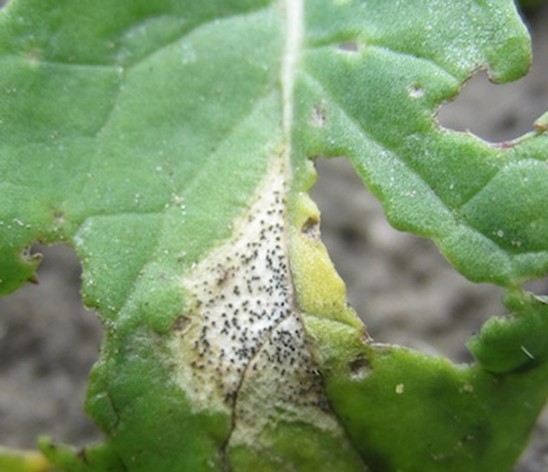 It’s Time to Scout for Blackleg in Winter Canola | Wheat & Small Grains ...
