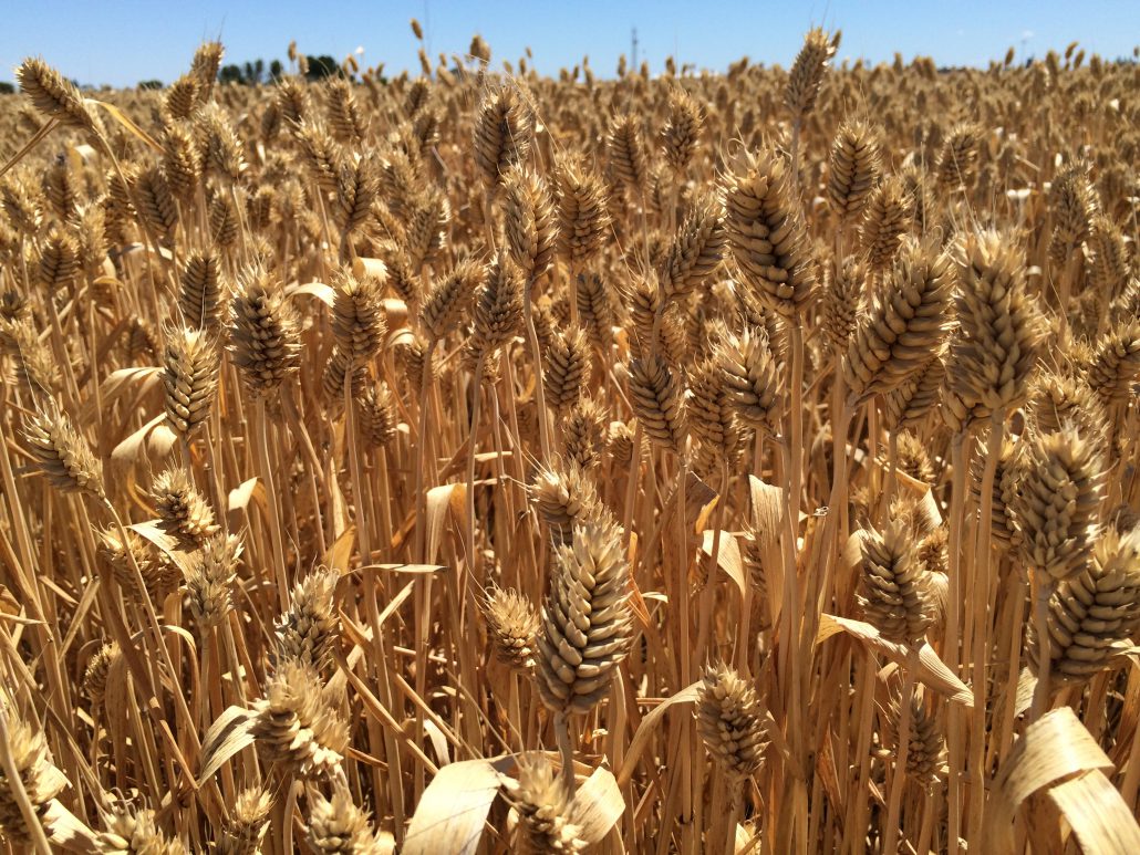 Club Wheat with Kim Garland-Campbell | Wheat & Small Grains ...