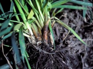 Eyespot | Wheat & Small Grains | Washington State University