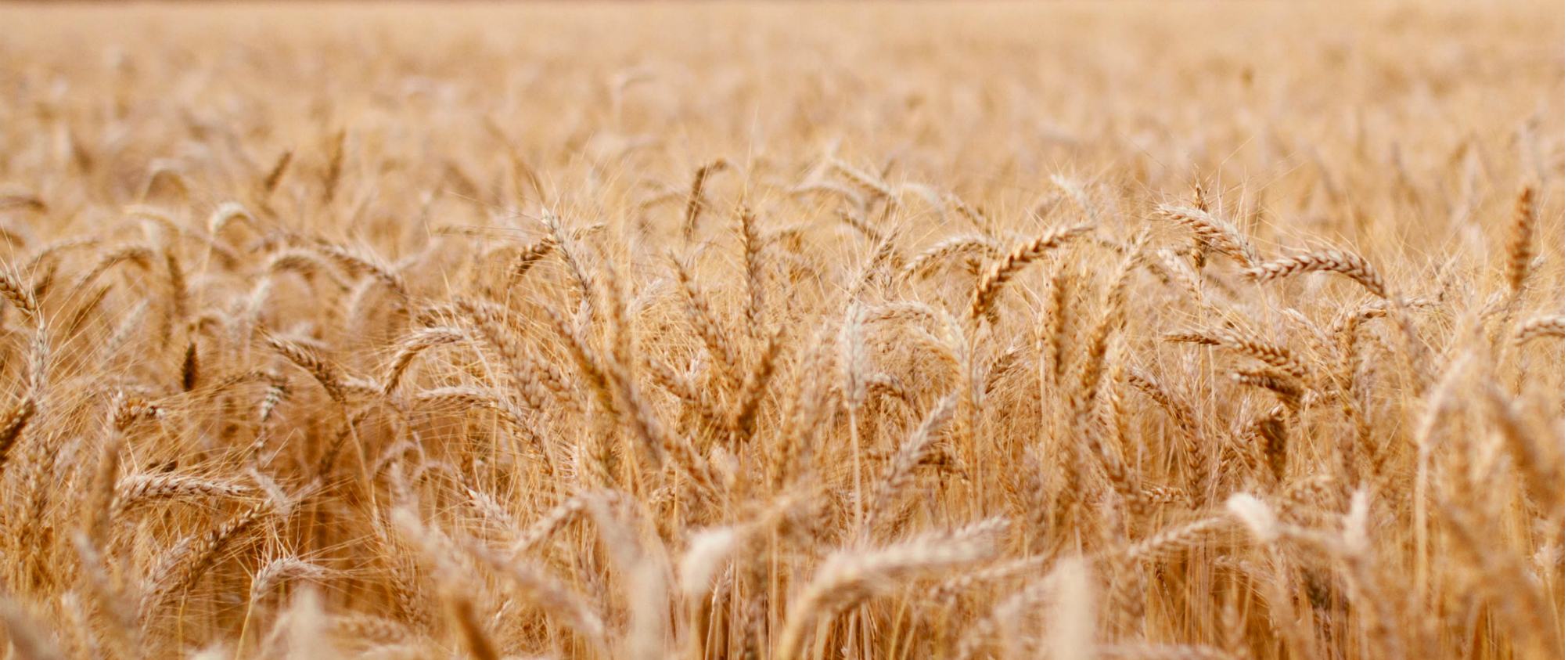 What About Waxy Wheat? with Craig Morris | Wheat & Small Grains ...