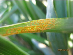 Stripe Rust is Widespread in Eastern Washington | Wheat & Small Grains ...