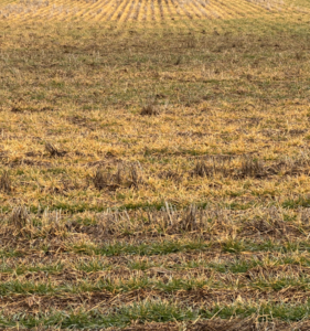 Be on the Lookout: Winter Grain Mite Spotted in Fields | Wheat & Small ...