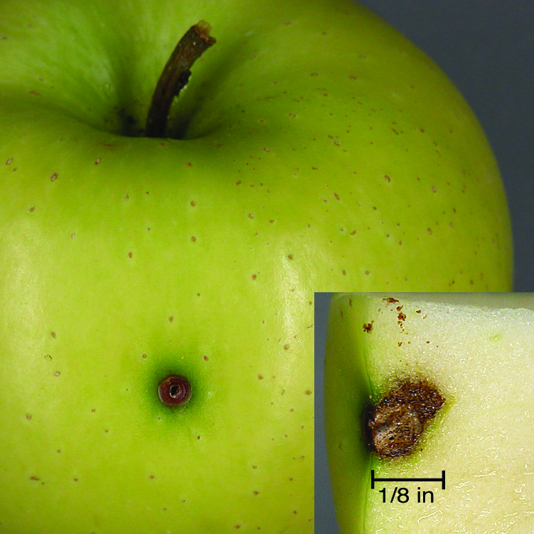 Codling Moth ID | Tree Fruit Postharvest Export Education | Washington ...