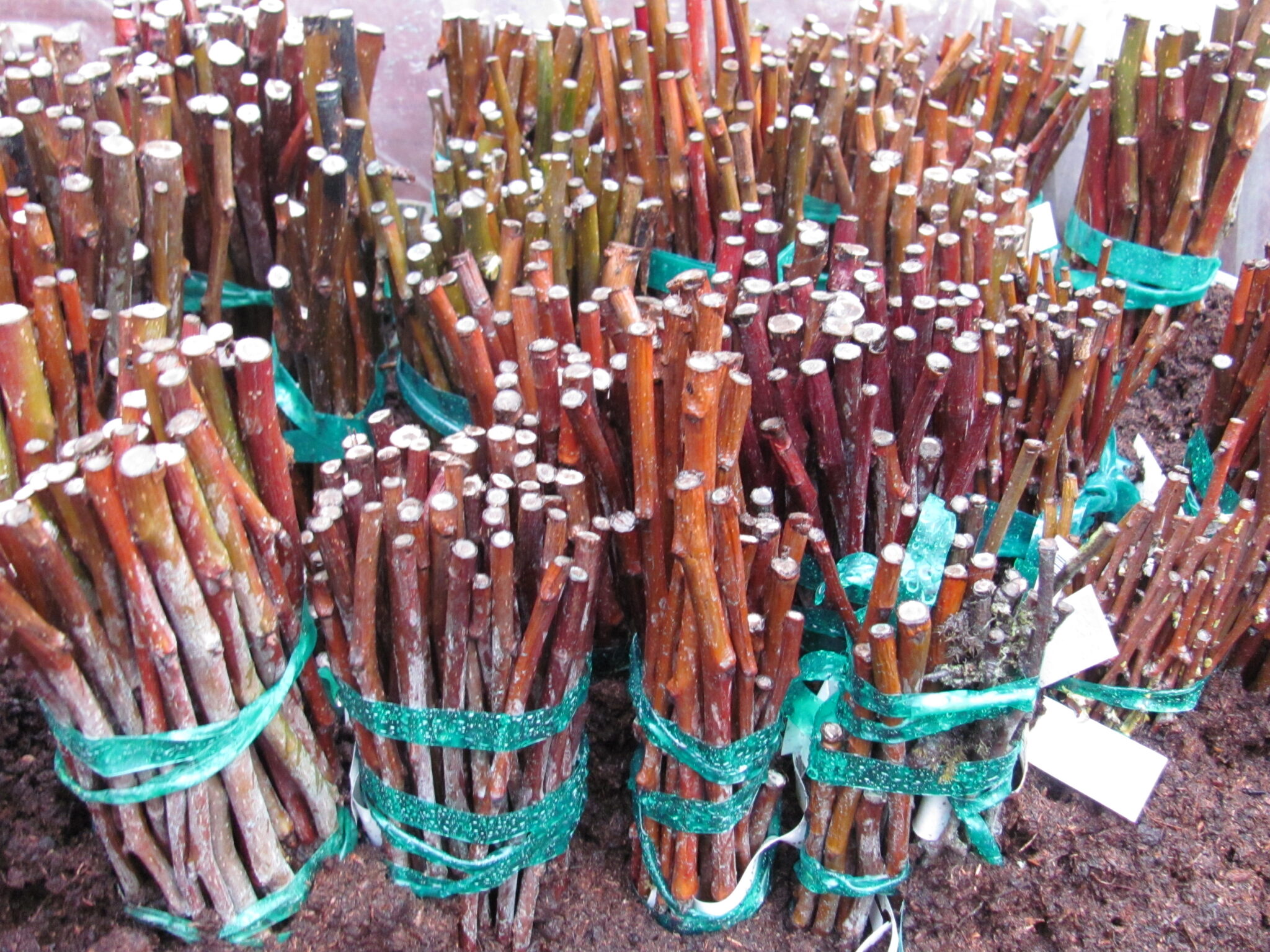 Pear Rootstock Breeding | Pome Fruit Breeding Program | Washington ...