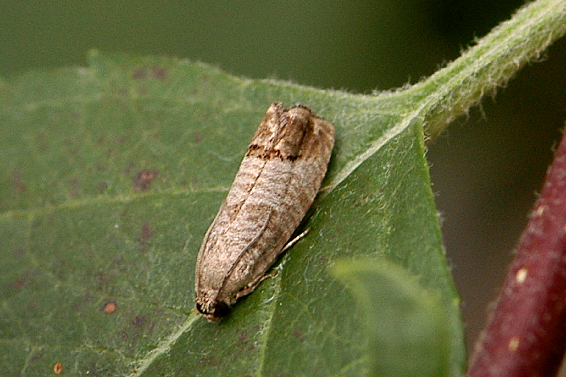 WA Codling Moth SIR | Tree Fruit Entomology | Washington State University