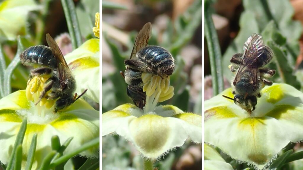 Scientists discover, sequence genome of new mining bee species | CAHNRS News | Washington State ...