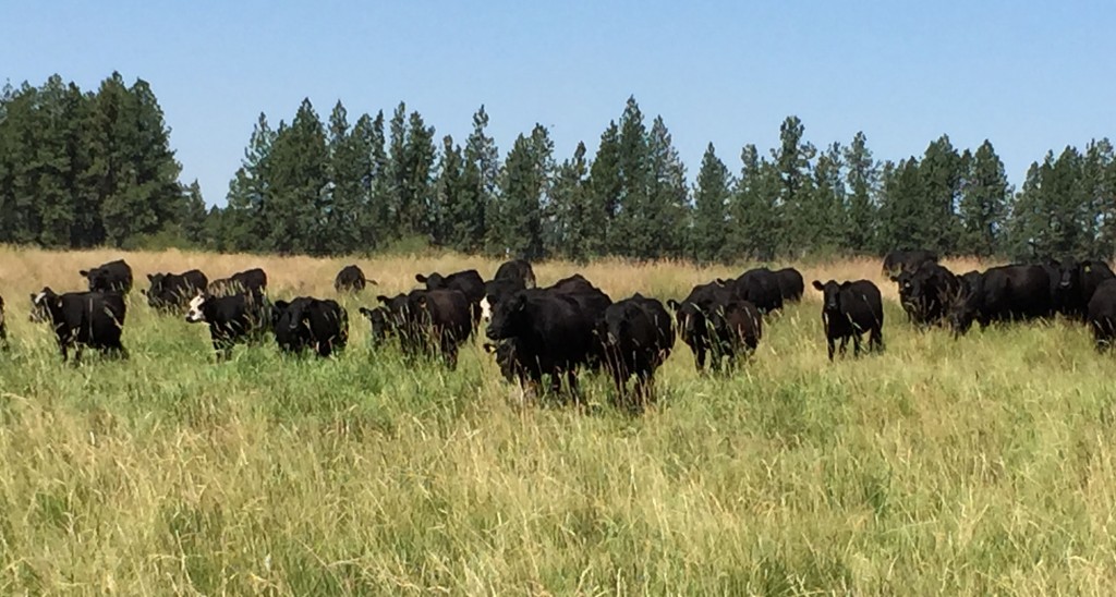 Boot Camp to help beef producers improve herds, understand wildfires ...