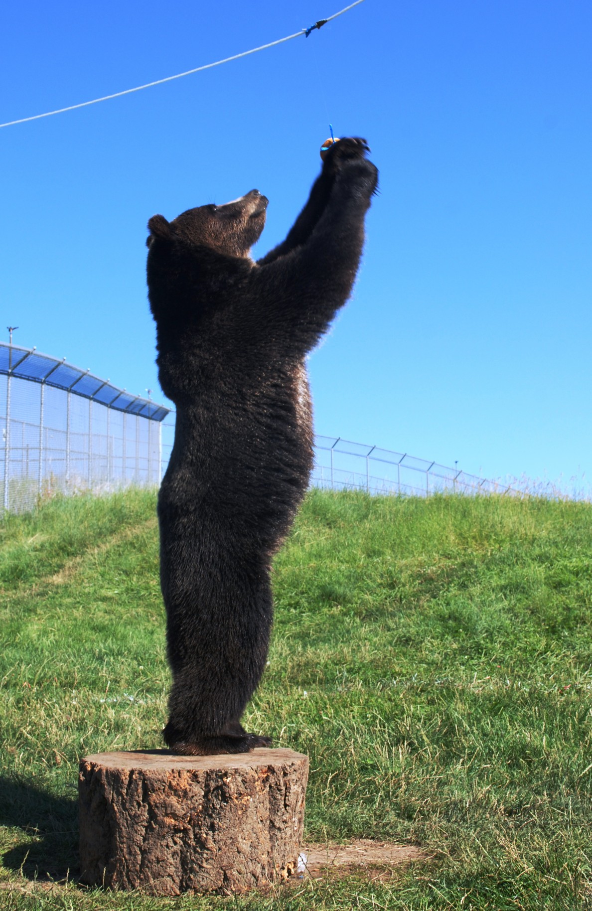 Grizzly bears use tools? | CAHNRS News | Washington State University