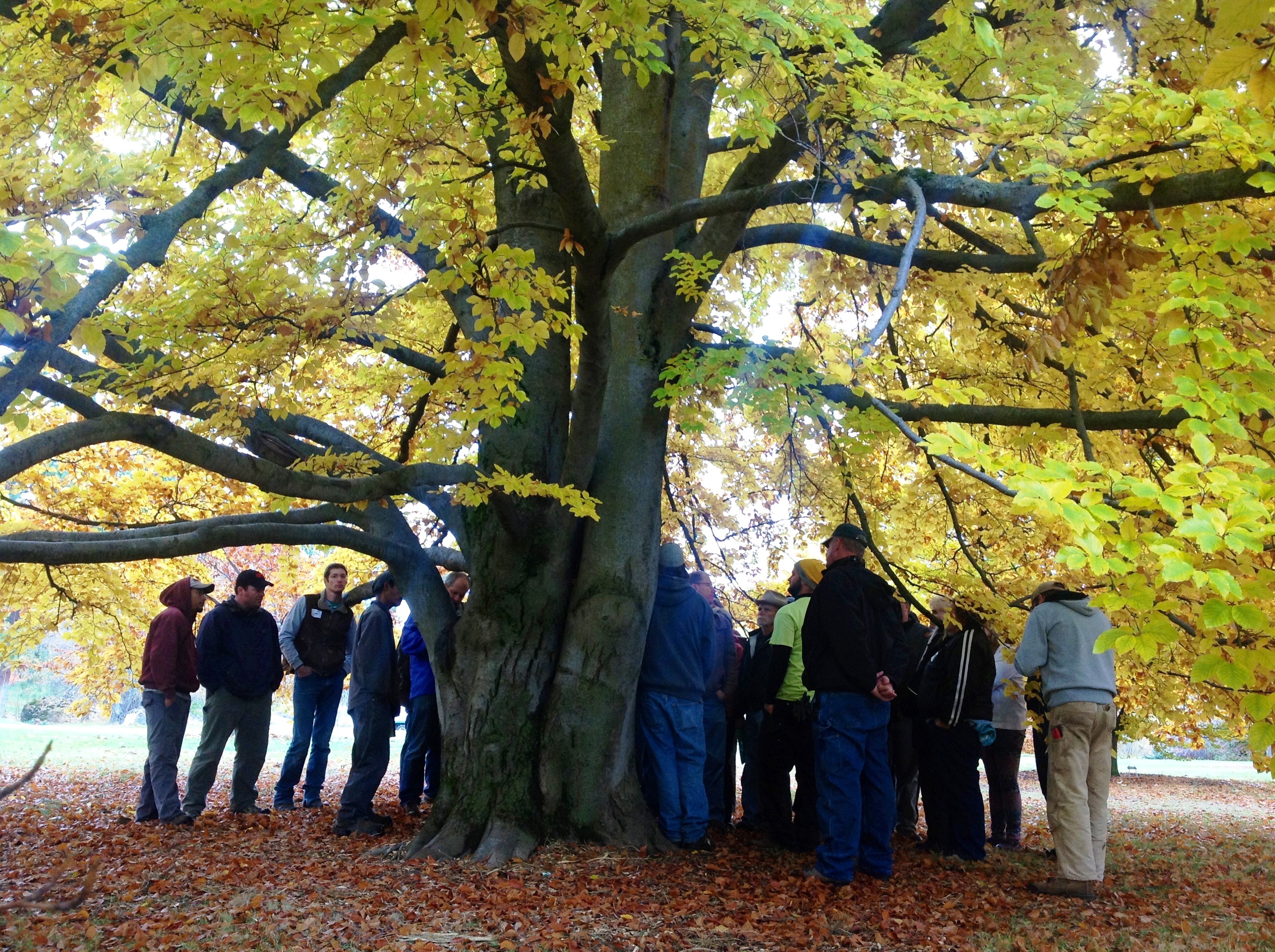 Explore Spokane’s urban forest at breakfast talk, tour | CAHNRS News ...