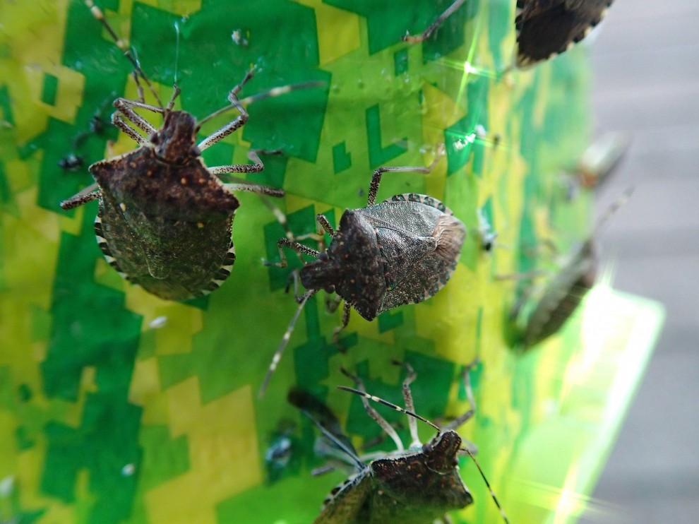 Stink bugs invade more counties, more homes in Washington state ...