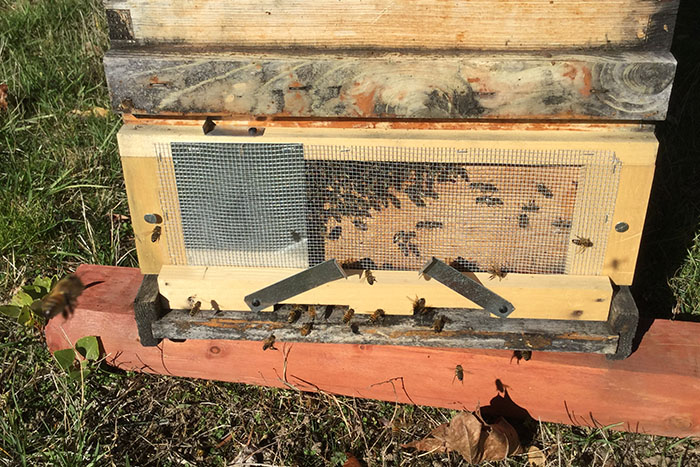 Researchers feed, breed, protect bees to survive winter | CAHNRS News ...