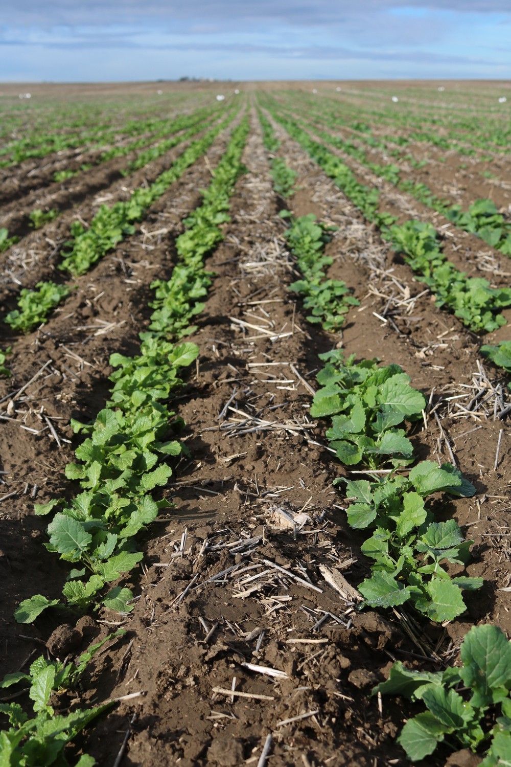 Winter canola variety trial tour draws a crowd | CAHNRS News ...