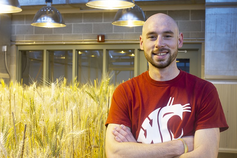 Veteran seeks gene for healthier wheat | CAHNRS News | Washington State ...