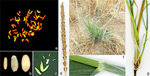 Scientists discover new perennial hybrid of wheat, wheatgrass | CAHNRS ...