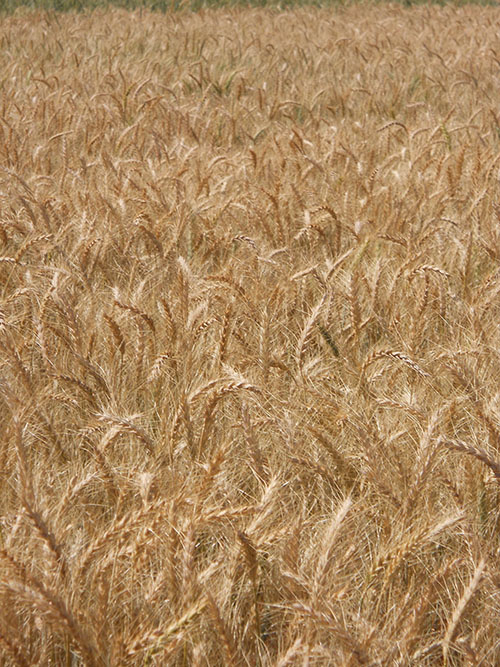 A symphony of soil signals in wheat science | CAHNRS News | Washington ...