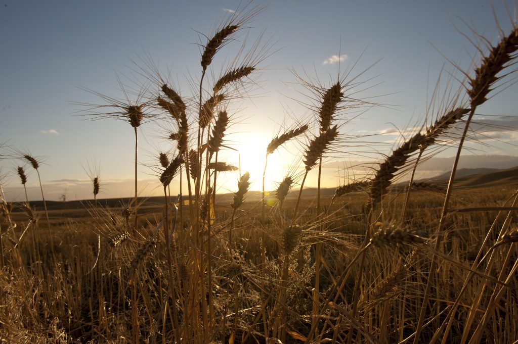 A symphony of soil signals in wheat science | CAHNRS News | Washington ...