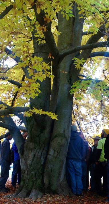 Tree growth model assists breeding for more wood | CAHNRS News ...