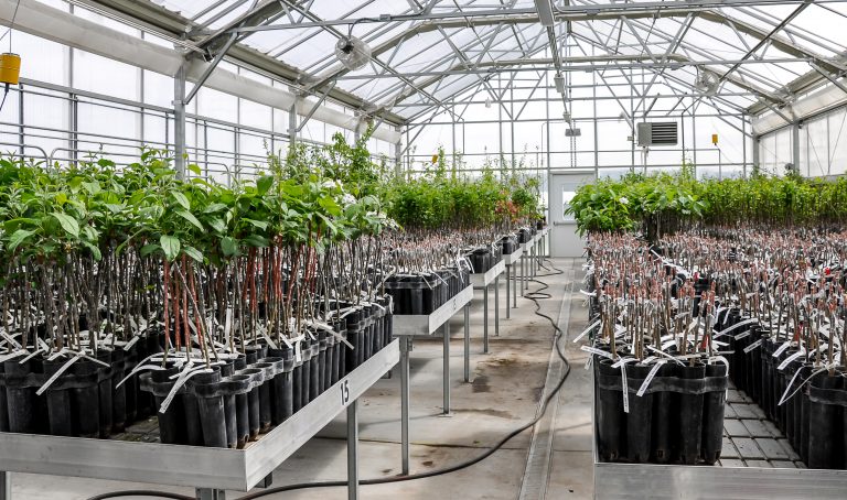 WSDA dedicates new, state-of-the-art greenhouse at WSU center | CAHNRS ...