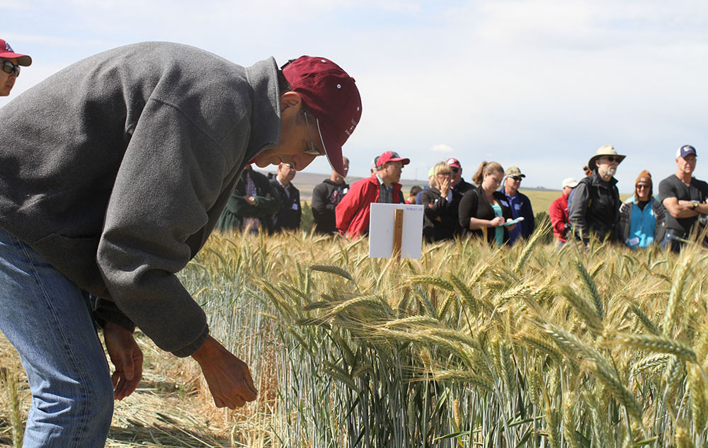 Learn about falling numbers, wheat, pea varieties at Lind Field Day ...