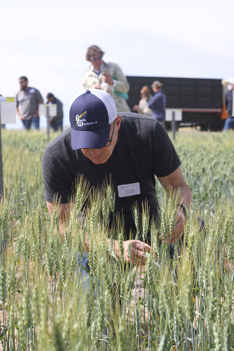 Learn about falling numbers, wheat, pea varieties at Lind Field Day ...