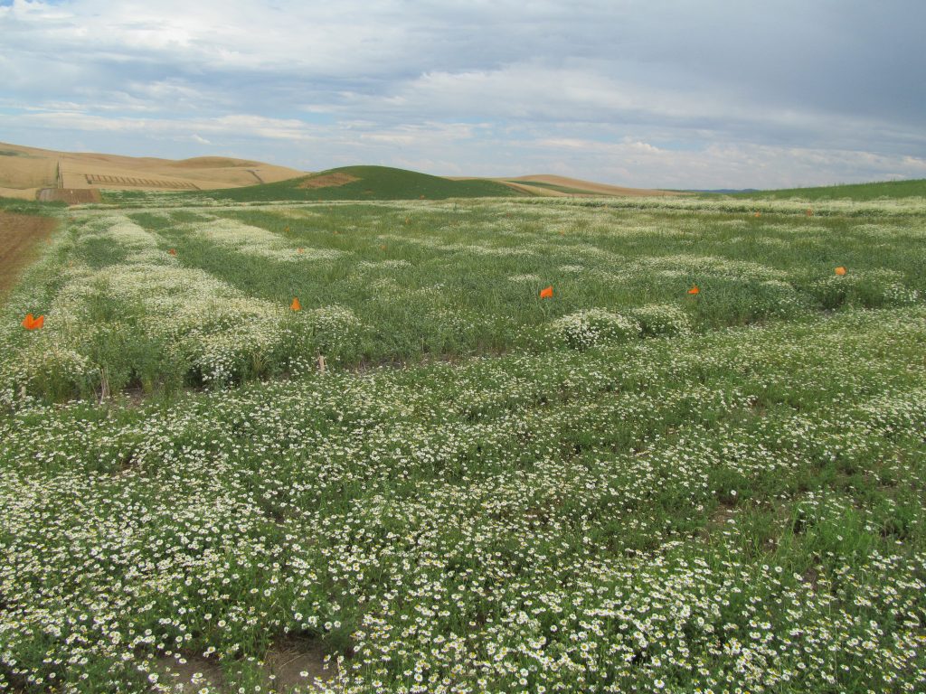 January 28: Virtual Weed Board and Cereal Grain Conference | CAHNRS ...