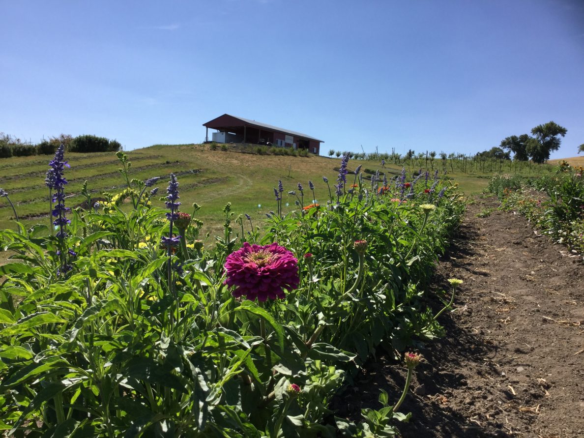 Organic ag major expands to Western Washington | CAHNRS News ...