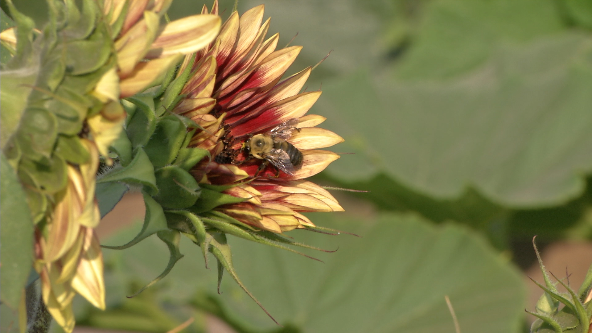 Pollinators add variety to every meal | CAHNRS News | Washington State ...