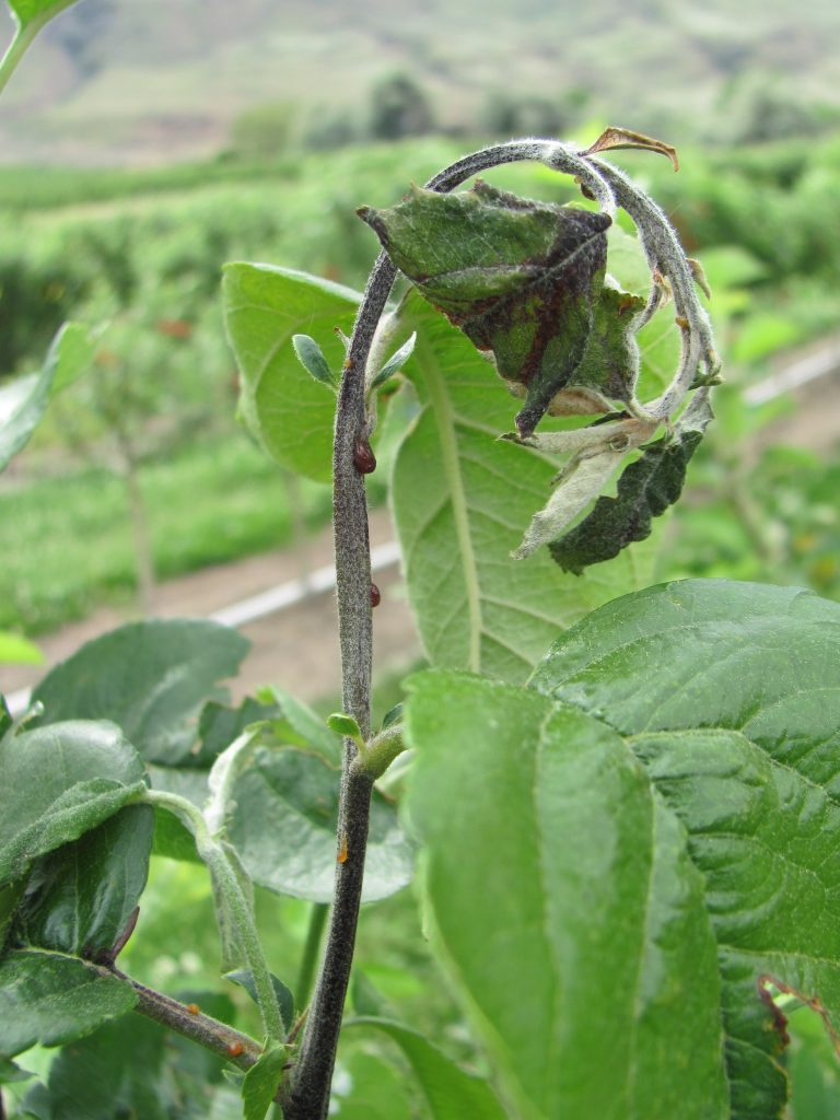 Student researcher seeks roots of apple resistance to fire blight ...