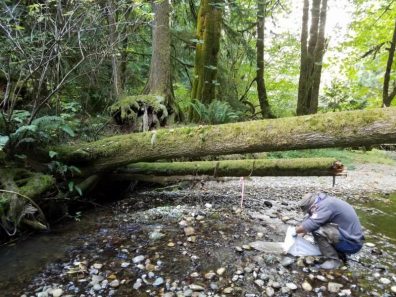 Learn about Kitsap watershed with Stream Stewards course | CAHNRS News ...