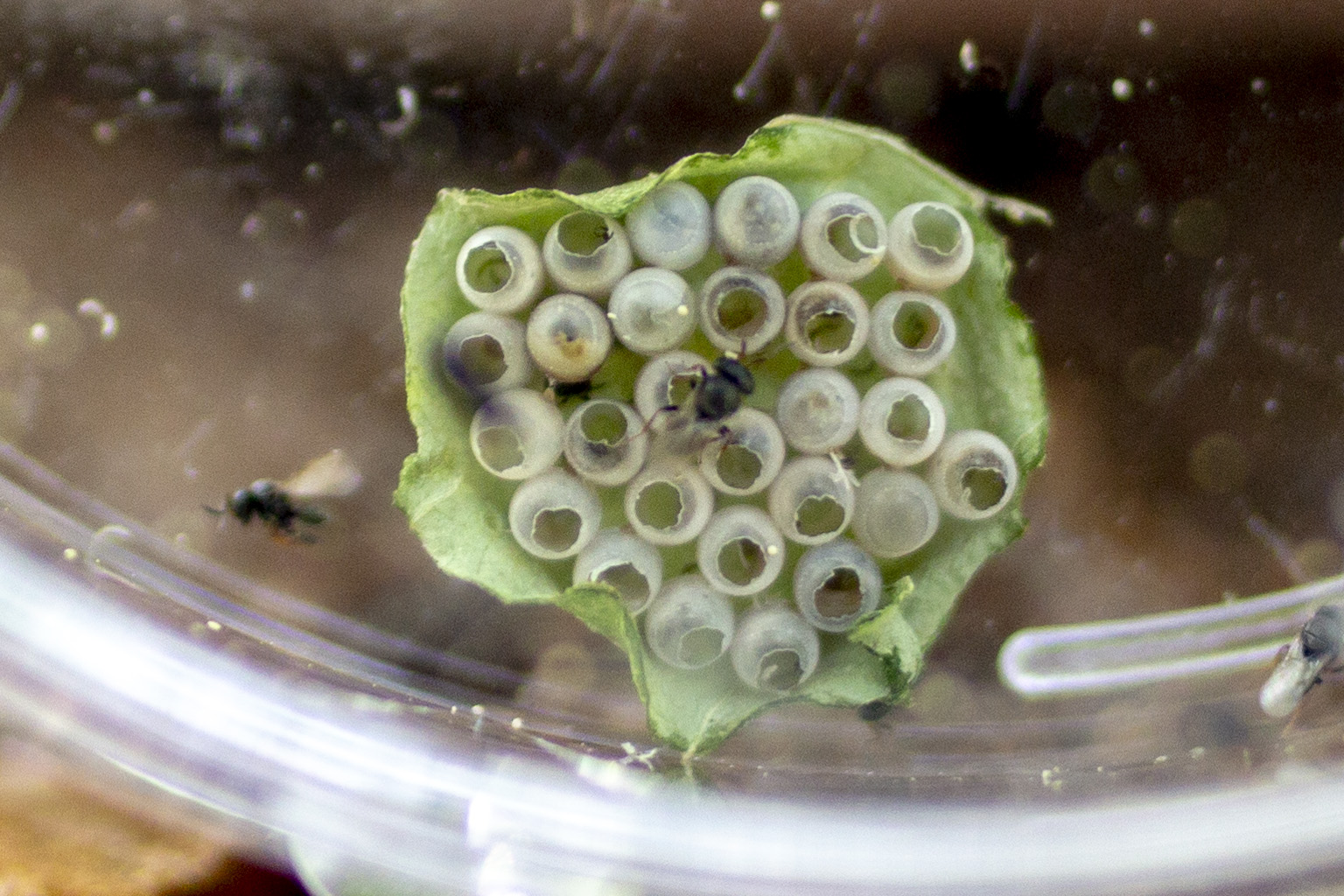 Student deploys tiny, feisty Samurai wasps to fight stink bug invader ...