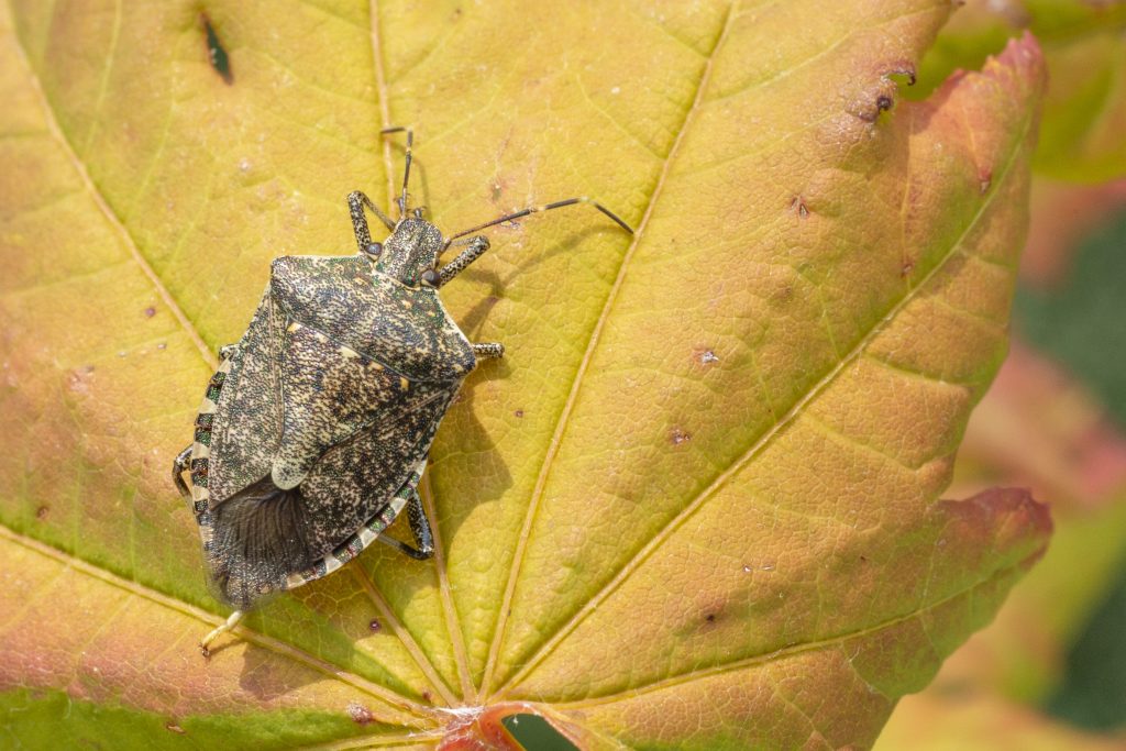 Student deploys tiny, feisty Samurai wasps to fight stink bug invader ...