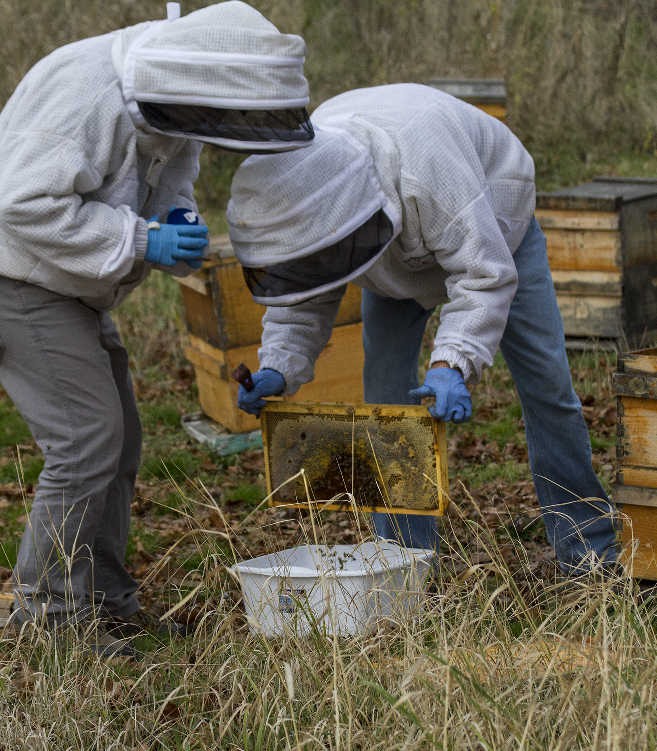 Fungus provides powerful medicine in fighting honey bee viruses ...