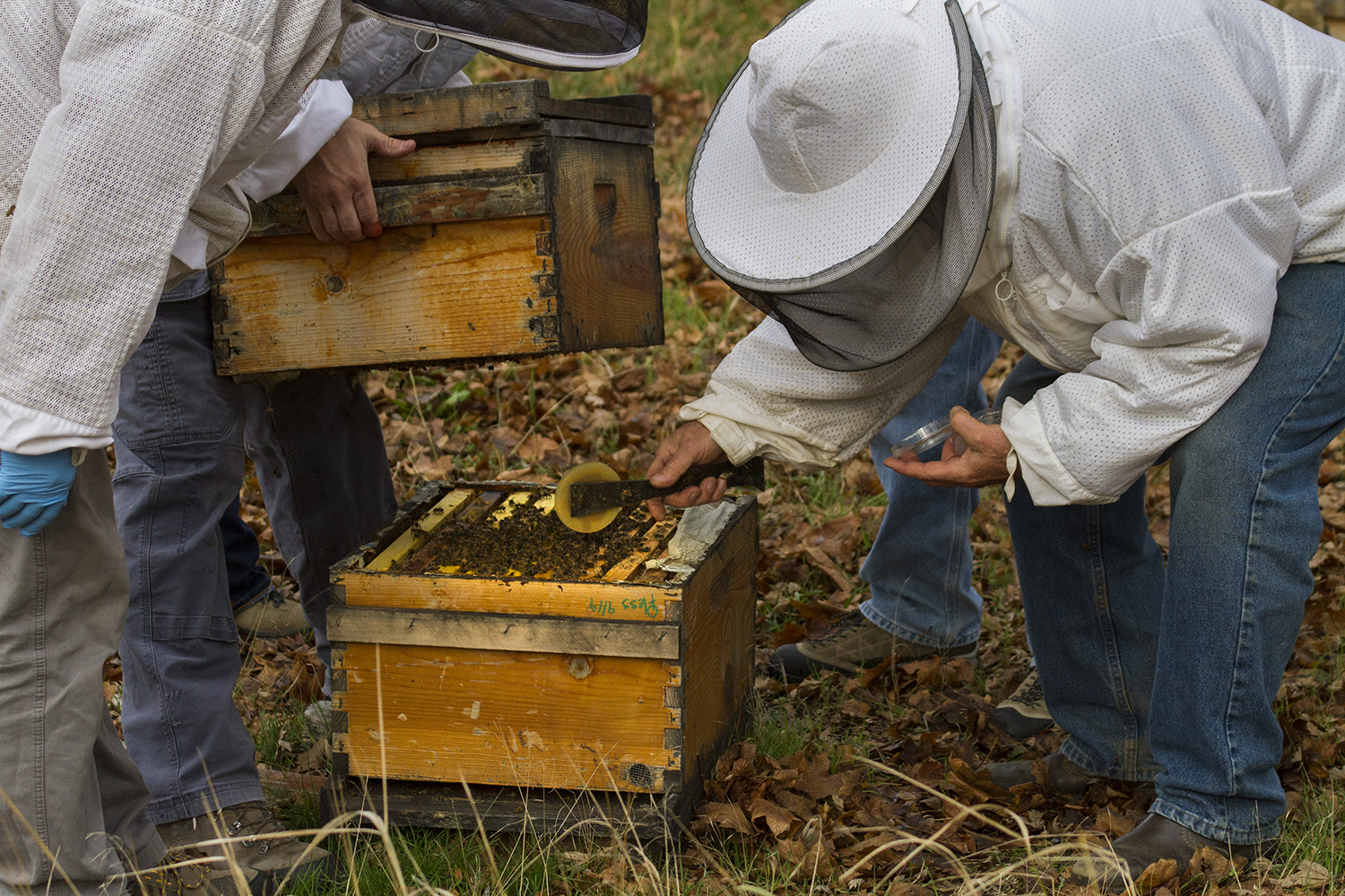 Fungus provides powerful medicine in fighting honey bee viruses ...