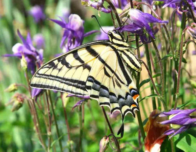 Extension Integrated Pest Management team helps Northwest residents ...