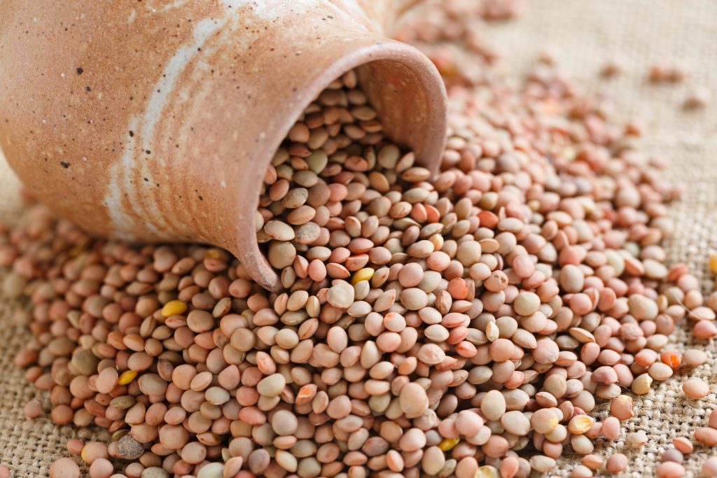 Northwest scientists defend lentils from root-rotting disease | CAHNRS ...