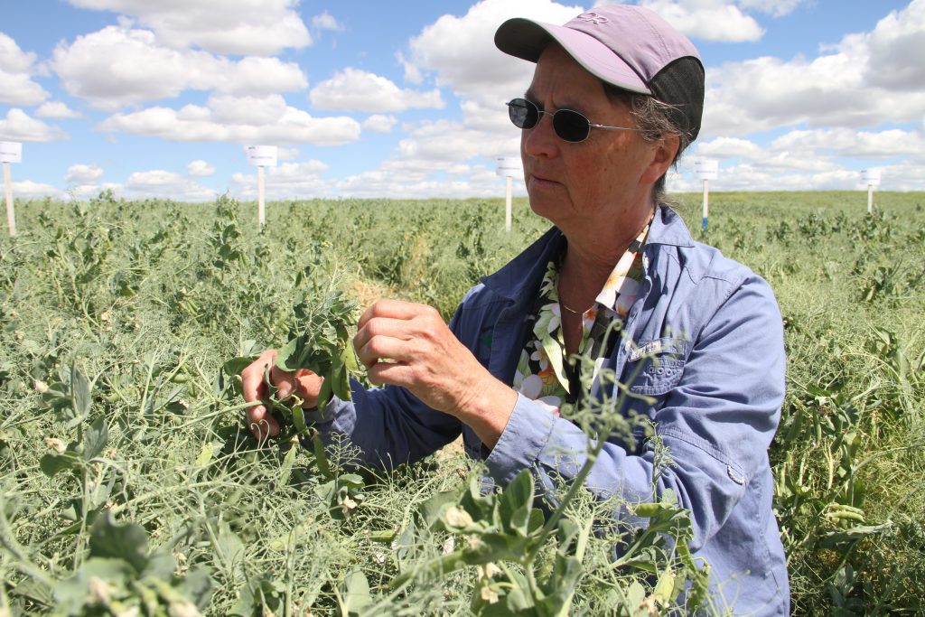 Northwest scientists defend lentils from root-rotting disease | CAHNRS ...